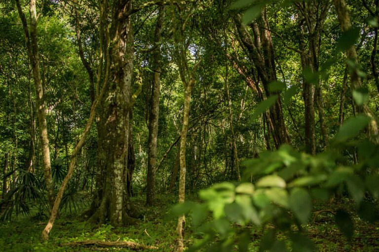 Los guardianes de los bosques de Guatemala van a Washington D.C ...
