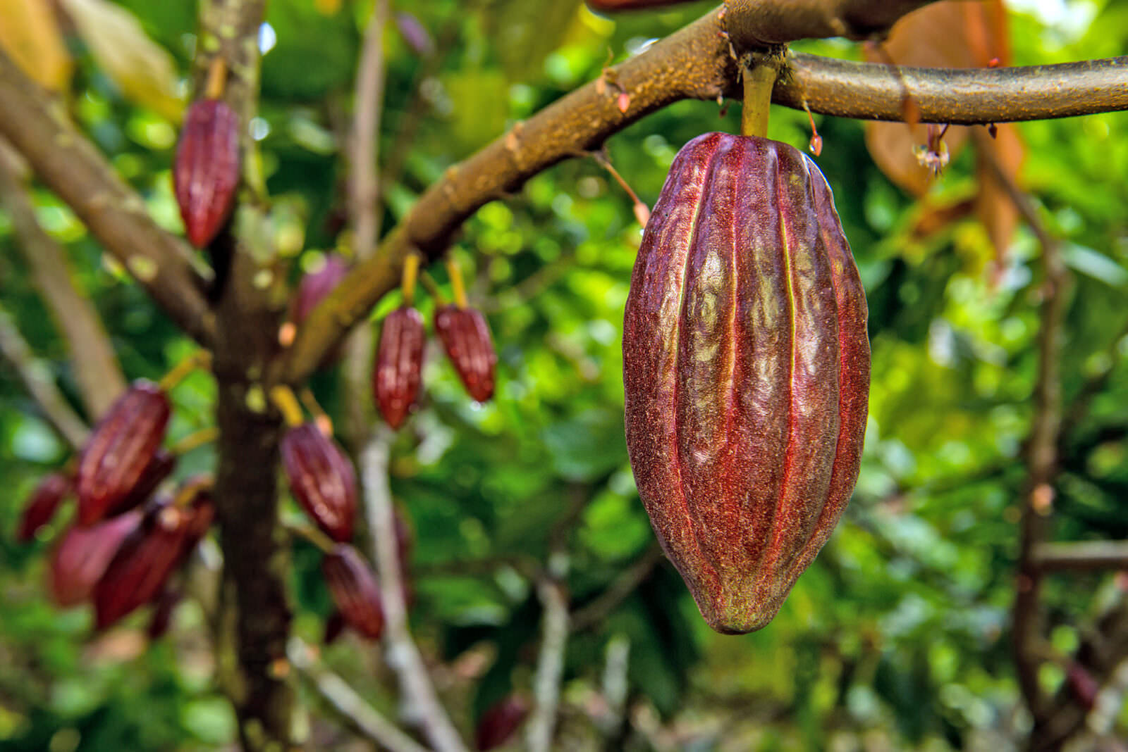 Preparing Cocoa Farmers For Climate Change Rainforest Alliance Preparing Cocoa Farmers For Climate Change Rainforest Alliance