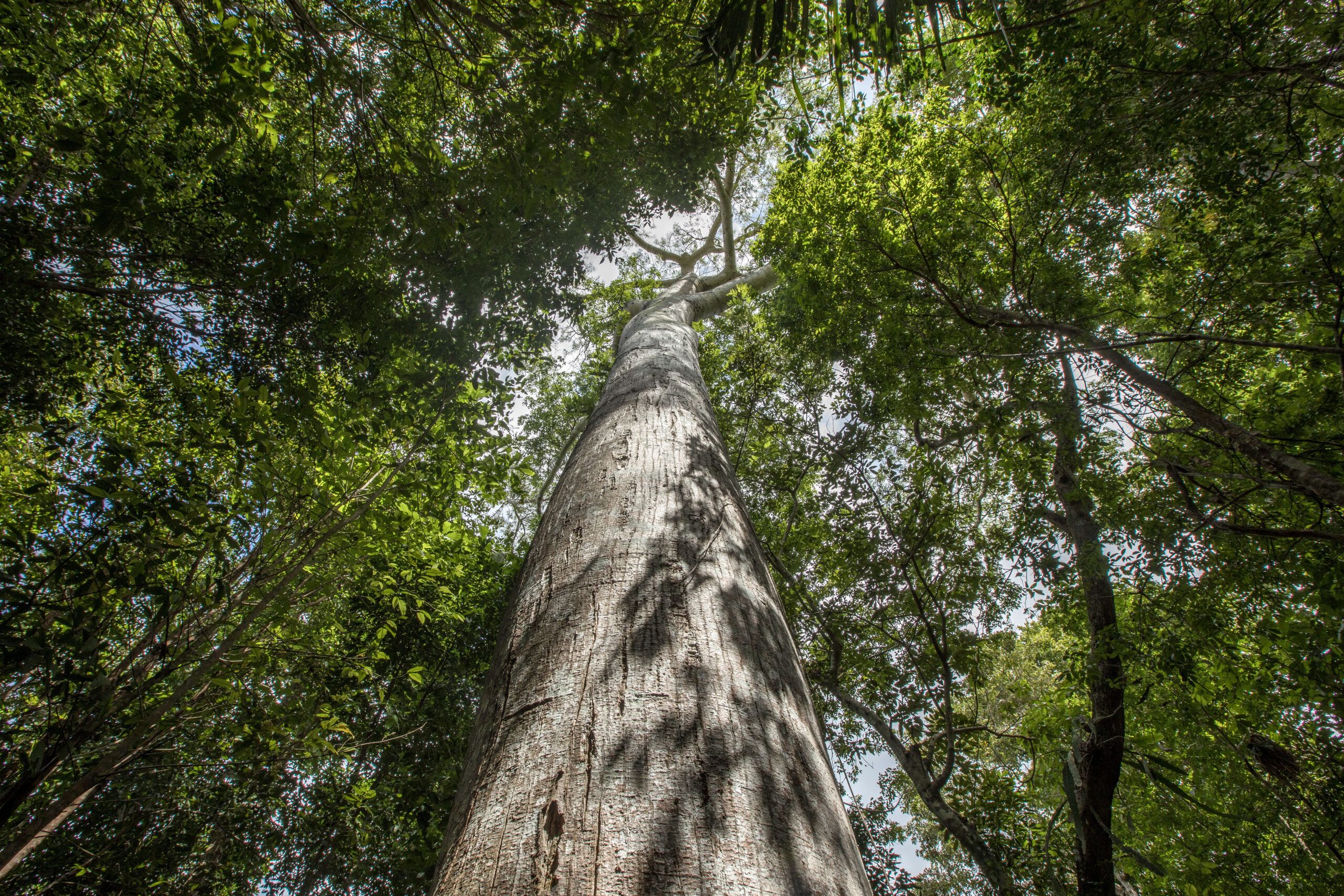 Climate Action 2030: Insights from Experts | Rainforest Alliance