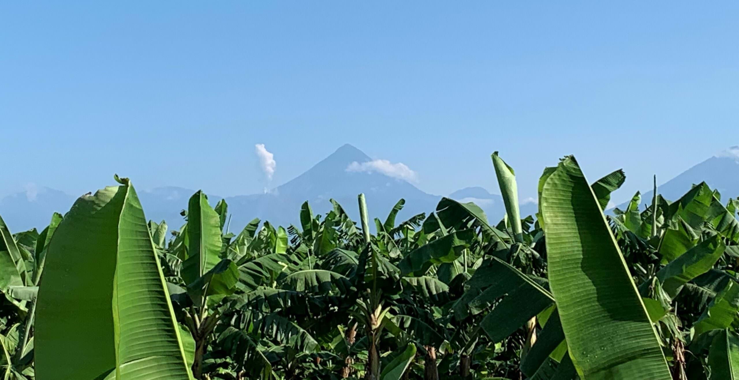 Hacia un sector de banano mejor para todos | Rainforest Alliance | Para ...