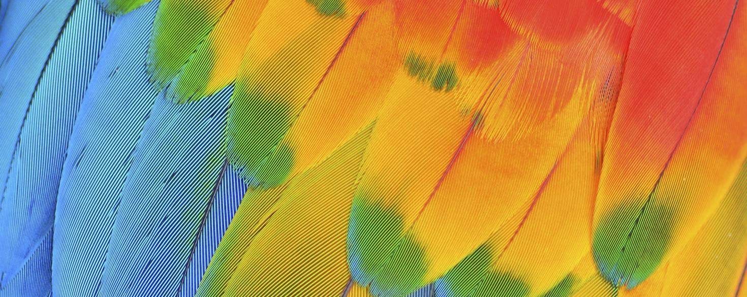 Species Profiles Archive | Rainforest Alliance