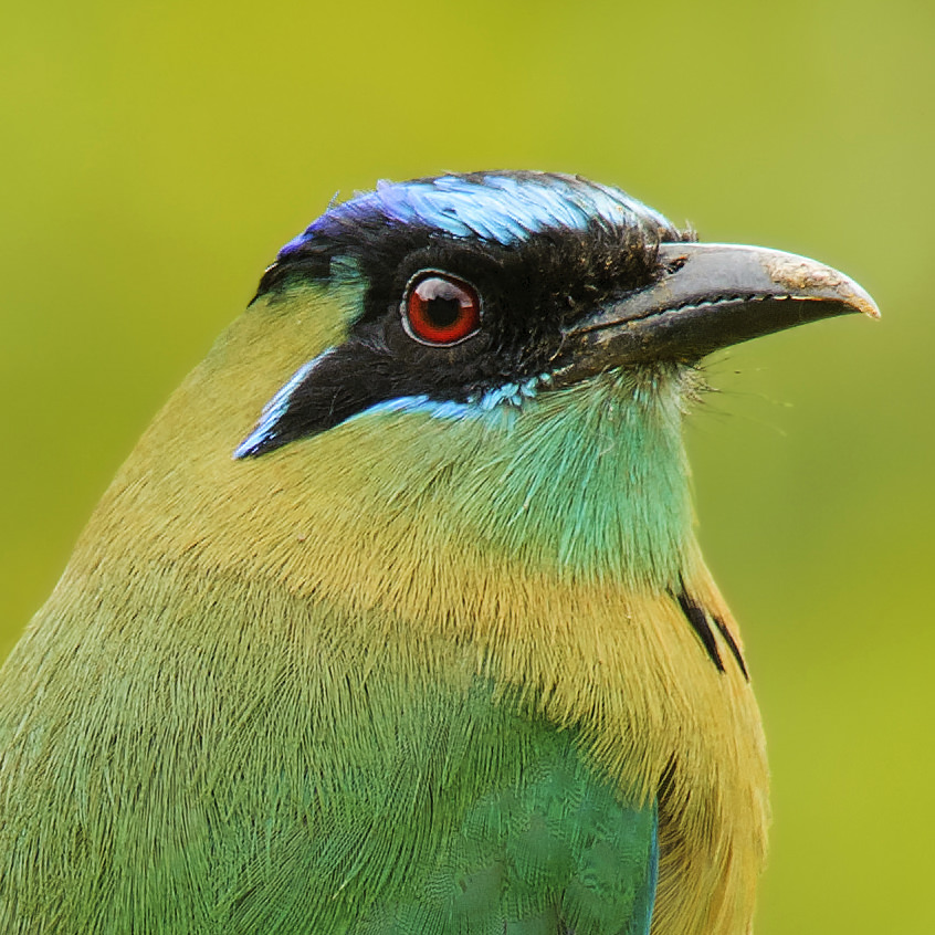 Blue-Crowned Motmot | Rainforest Alliance