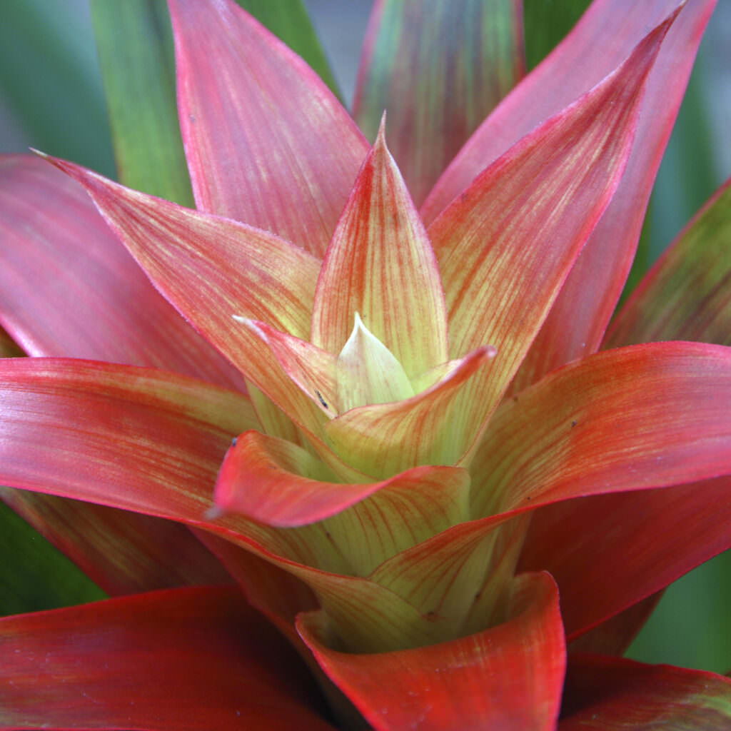 Bromeliad | Rainforest Alliance