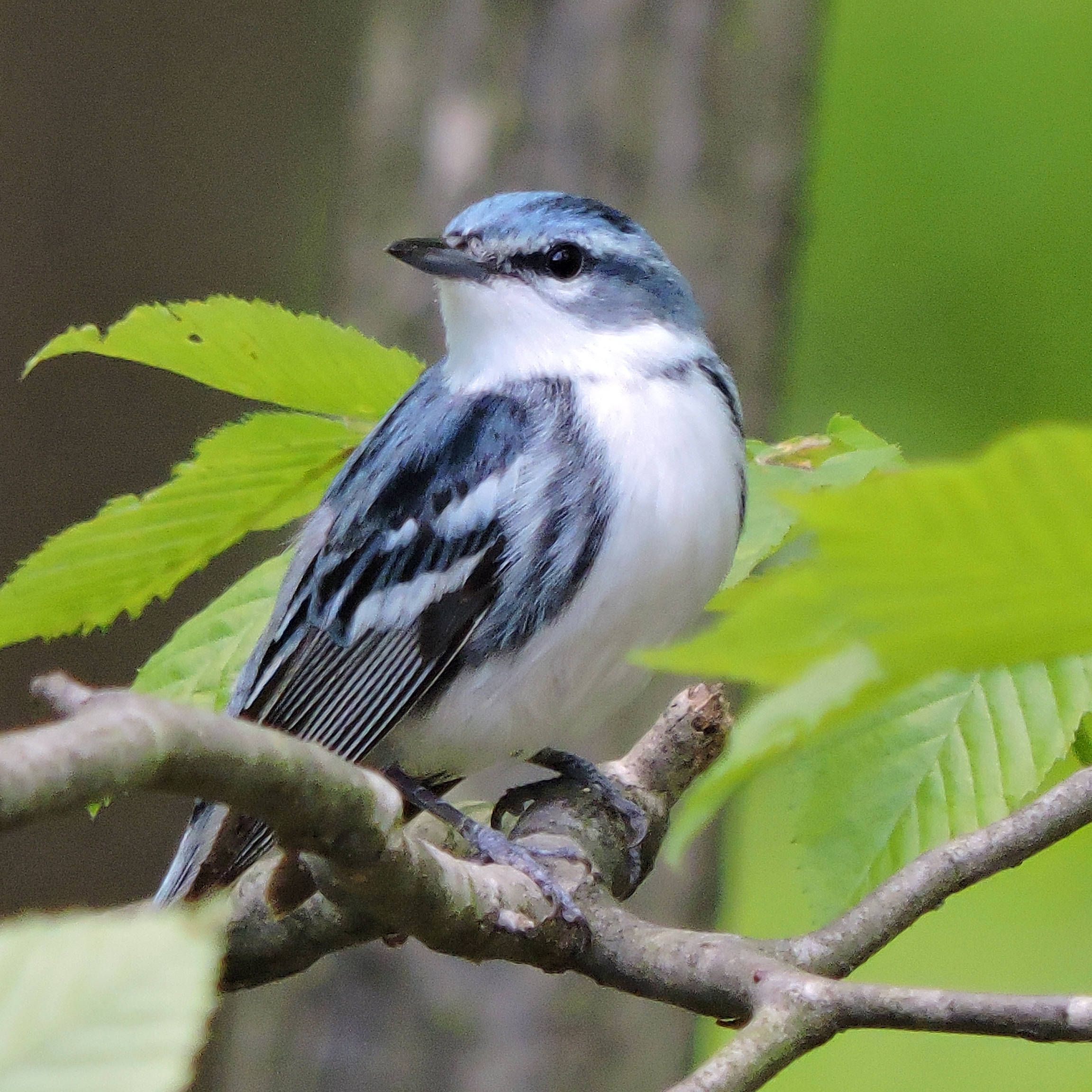 Cerulean Warbler | Rainforest Alliance