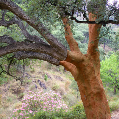 Cork Oak | Rainforest Alliance