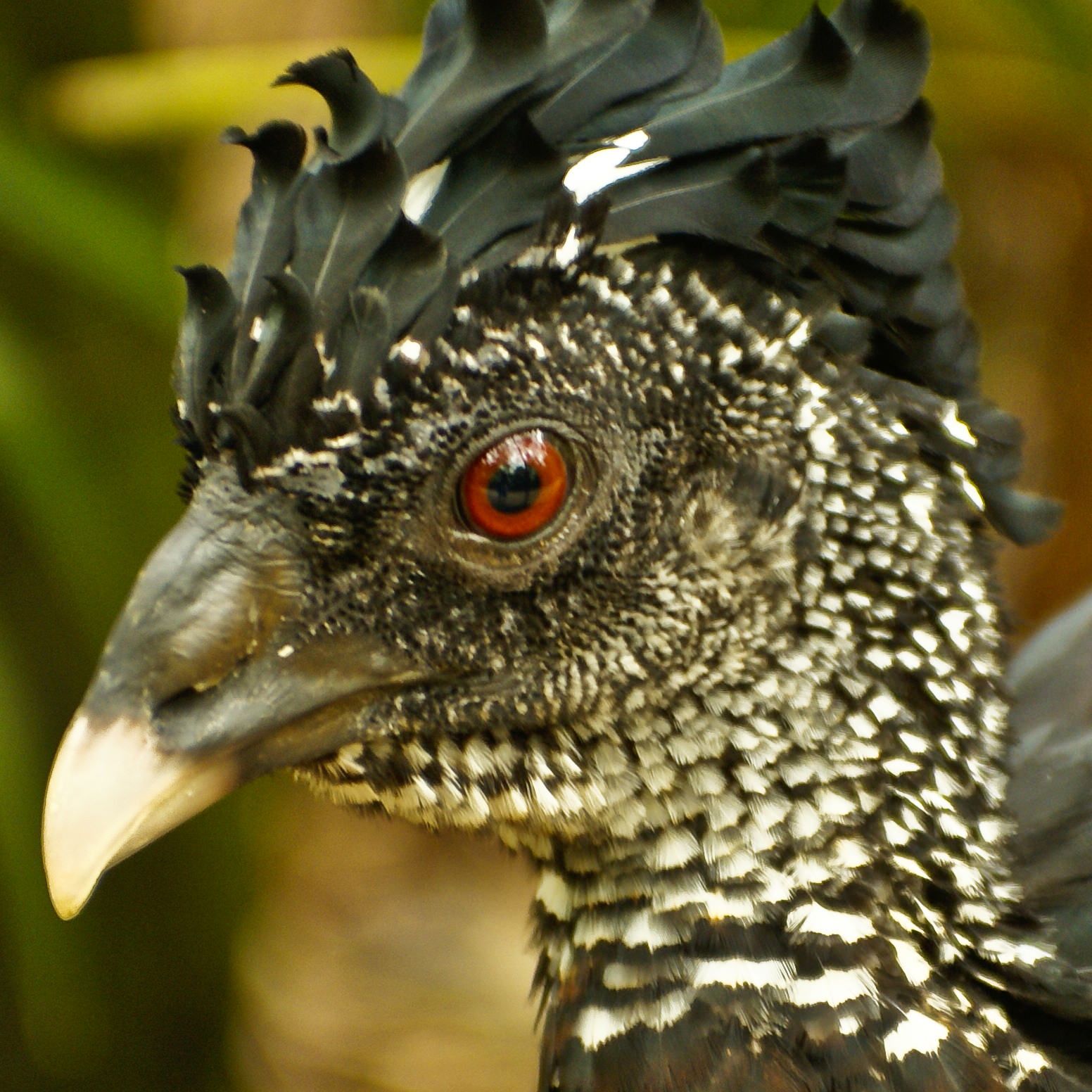 Great Curassow | Rainforest Alliance