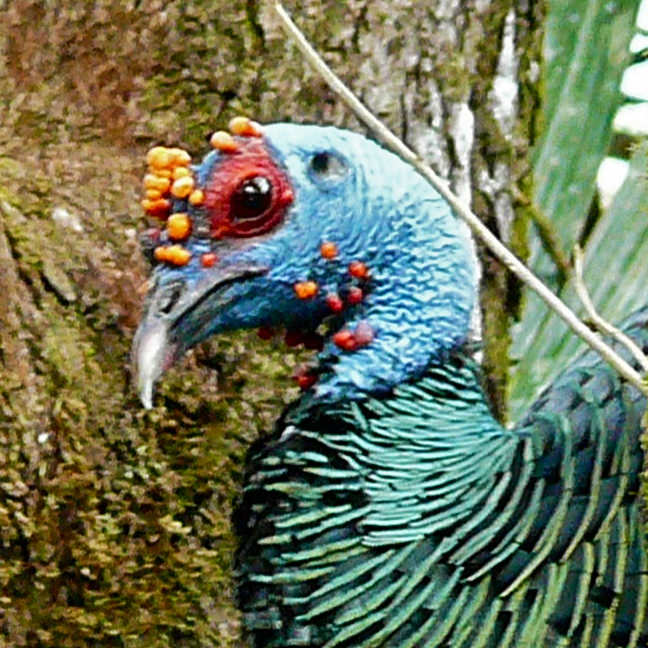 Ocellated Turkey | Rainforest Alliance