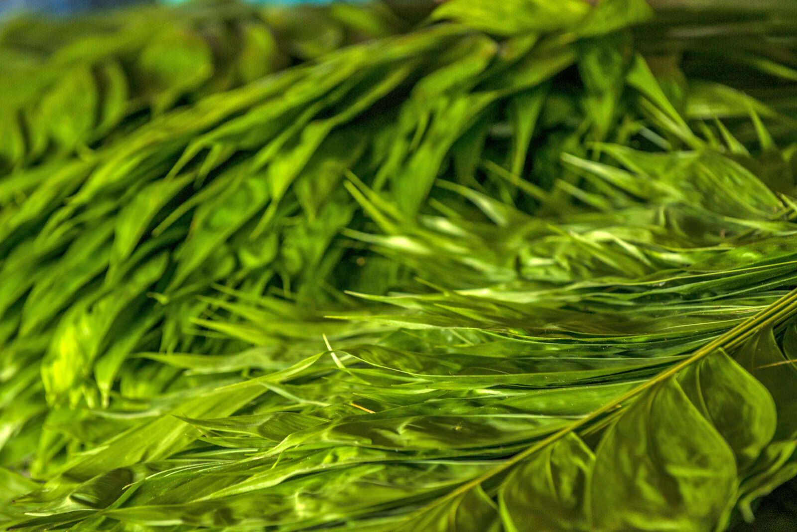 Rainforest Trees: 5 of Our Favorite Species