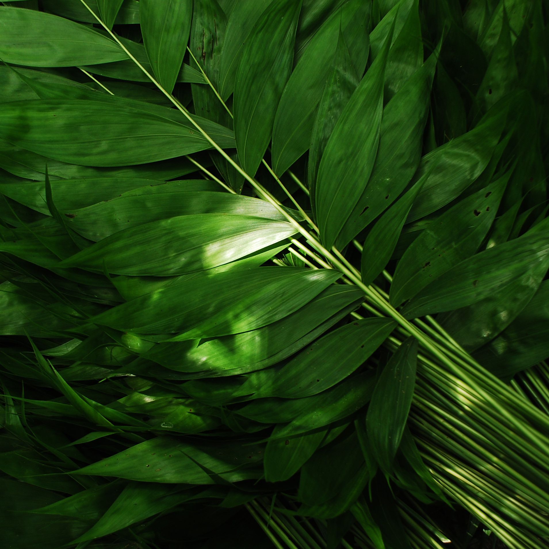 Xate | Rainforest Alliance