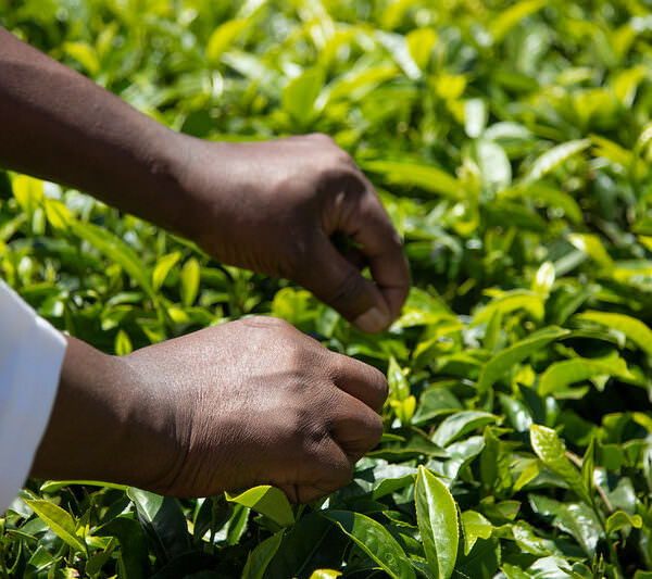 Rainforest Alliance Certified Tea: Creating a Sustainable Tea Sector ...