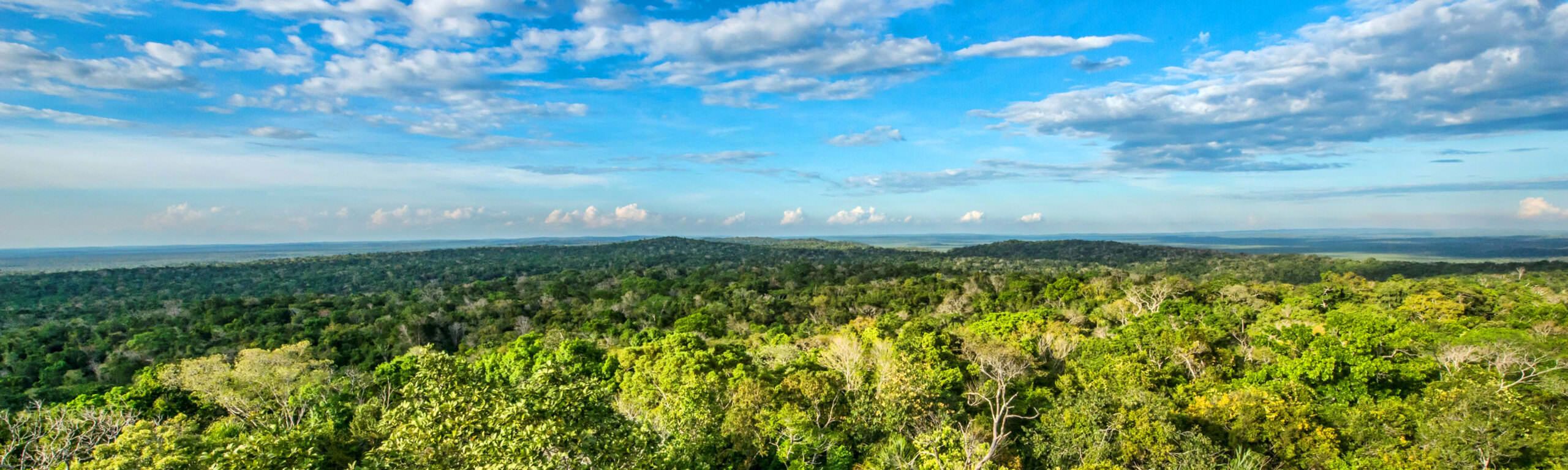 Planned Giving and the Judith Sulzberger Legacy Society | Rainforest ...