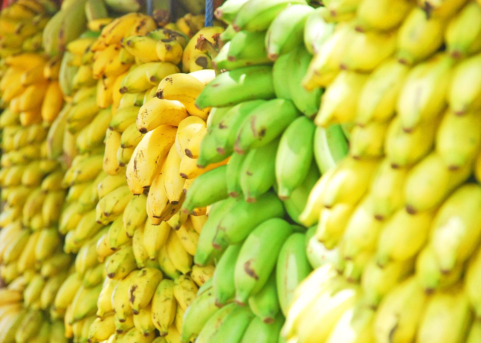 Bananas | Rainforest Alliance
