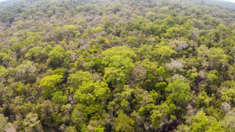 What is Sustainable Forestry? | Rainforest Alliance