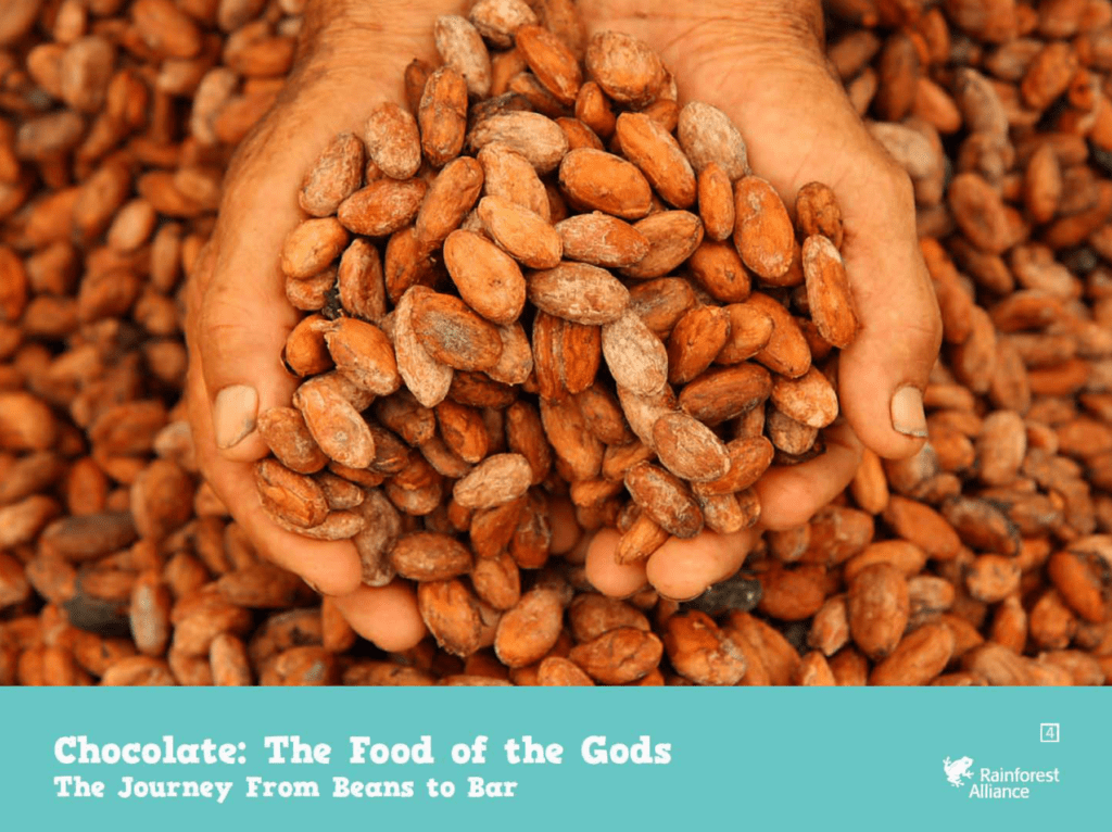Chocolate: The Journey From Beans to Bar | Rainforest Alliance