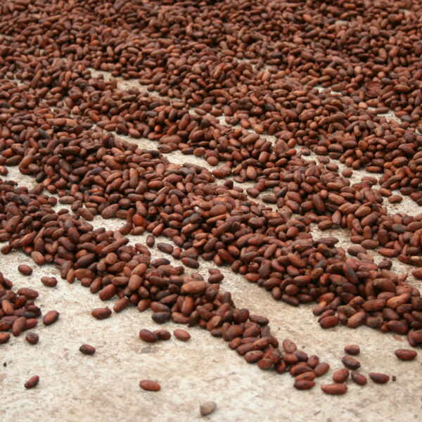 Rainforest Alliance Certified Cocoa | Rainforest Alliance