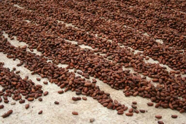 7 Everyday Foods from the Rainforest | Rainforest Alliance