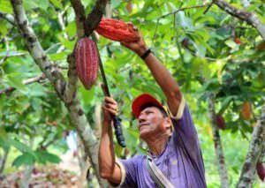 Rainforest Alliance Certified Cocoa | Rainforest Alliance