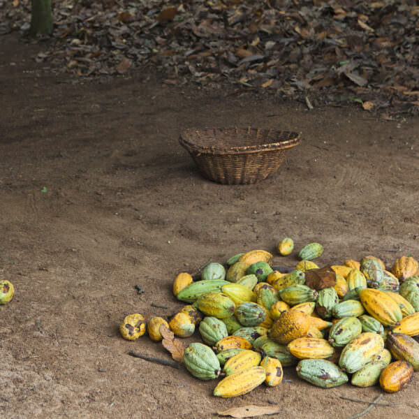 Rainforest Alliance Certified Cocoa | Rainforest Alliance