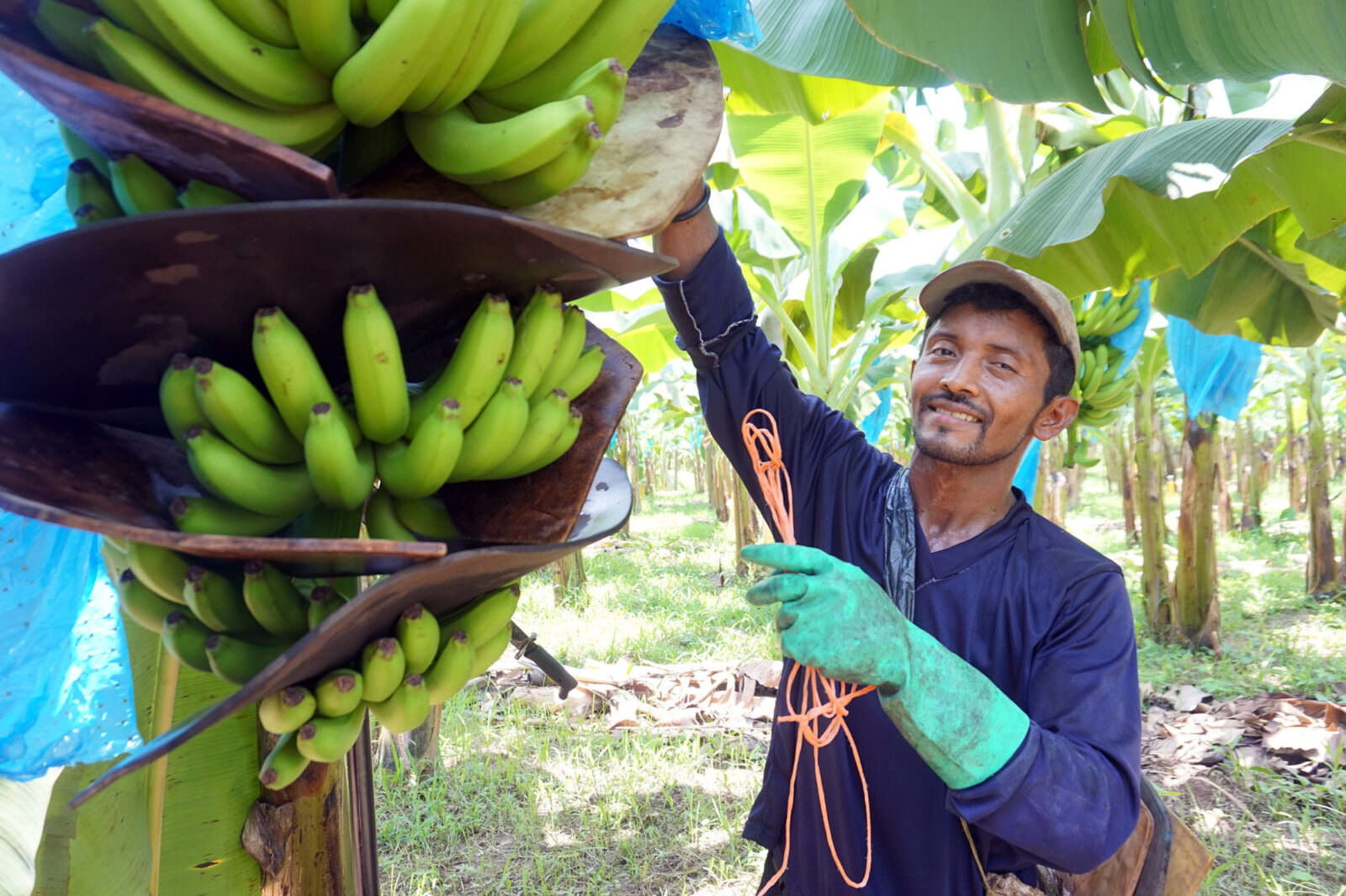 How Are More Sustainable Bananas Grown? | Rainforest Alliance