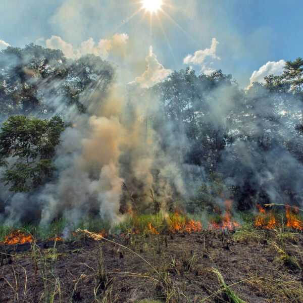 What is the Relationship Between Deforestation And Climate Change ...