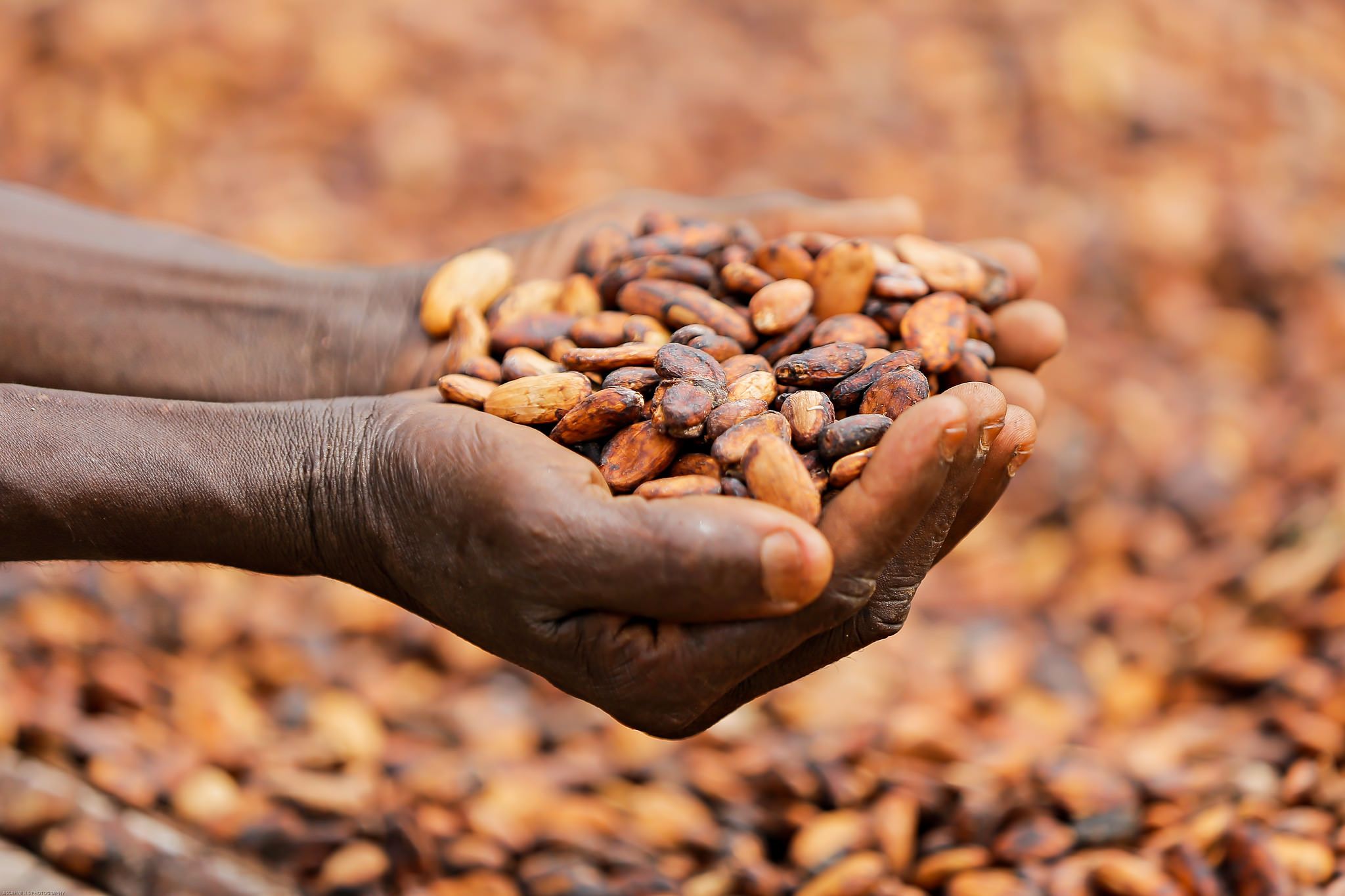 Understanding End-to-End Cocoa Traceability and the MultiTrace Platform ...