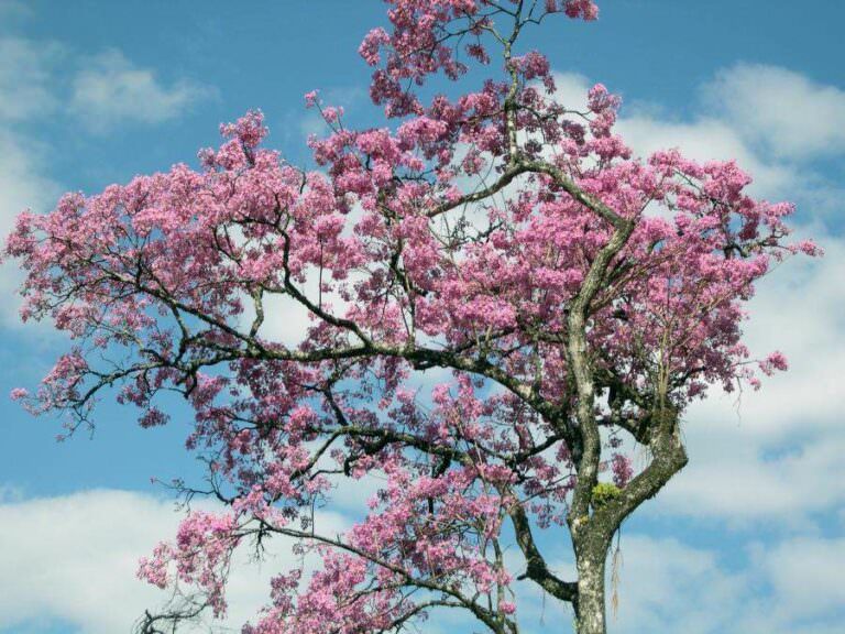 5 Rainforest Trees We Love—and You Will, Too | Rainforest Alliance