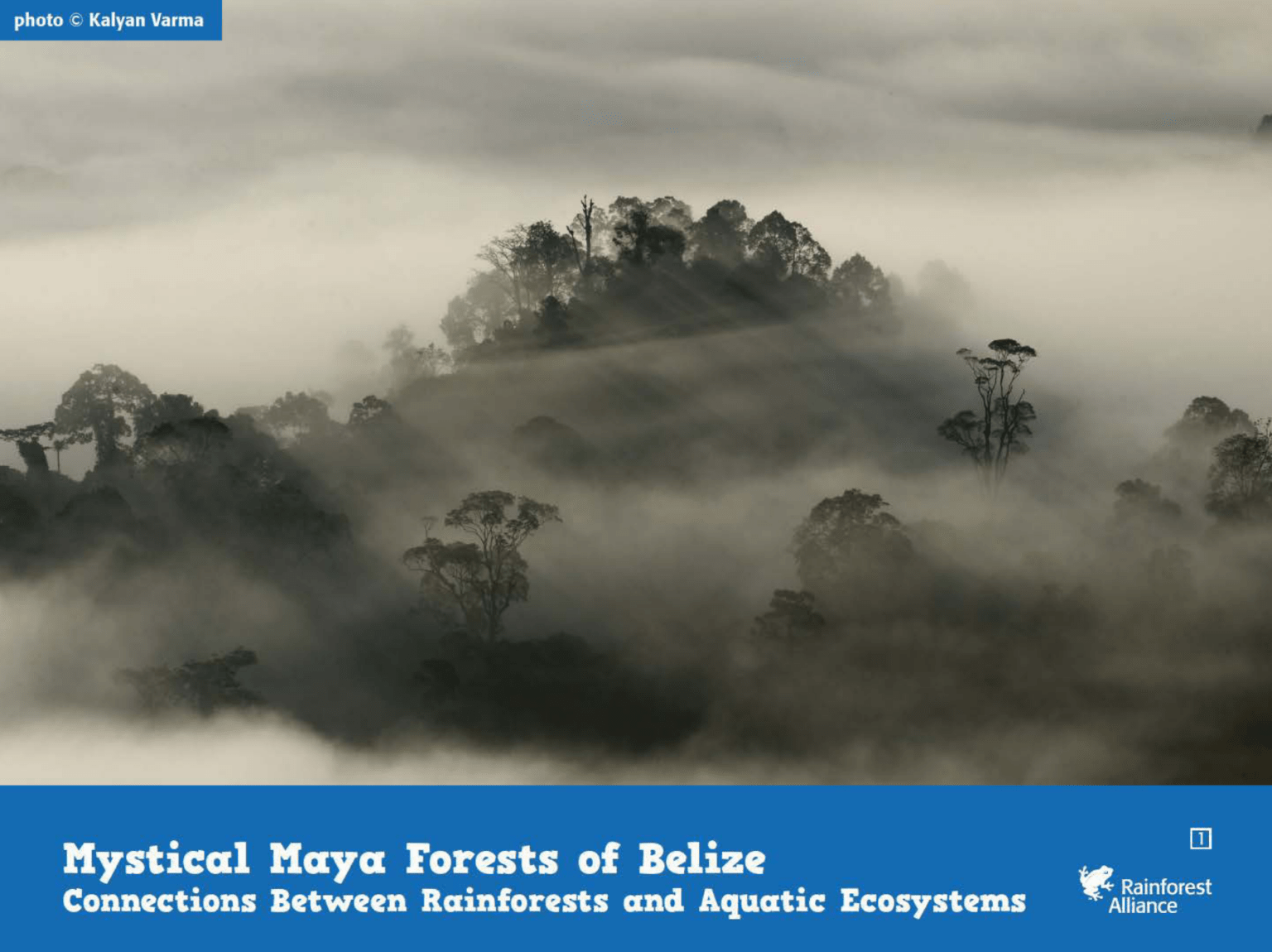 Kids Archives | Page 2 of 4 | Rainforest Alliance