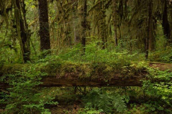 The Beauty of Connection: Lessons from a Temperate Rainforest ...