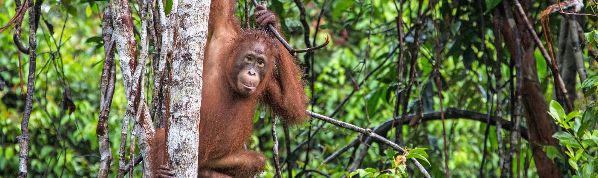 Endangered Animals: Orangutan | Rainforest Alliance