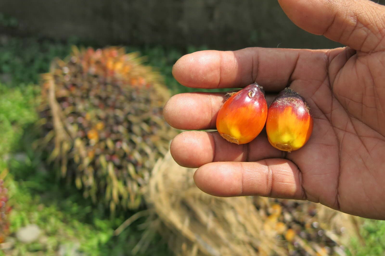 7 Everyday Foods from the Rainforest | Rainforest Alliance