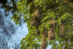 5 Rainforest Trees We Love—and You Will, Too | Rainforest Alliance