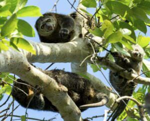 11 Amazing Rainforest Animals | Rainforest Alliance