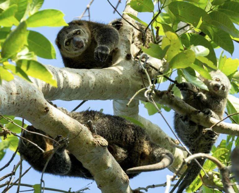 11 Amazing Rainforest Animals | Rainforest Alliance