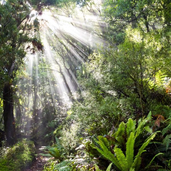 Deforestation vs. Forest Degradation—What Is the Difference and Why ...