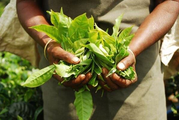 India's Tea Estates | Rainforest Alliance