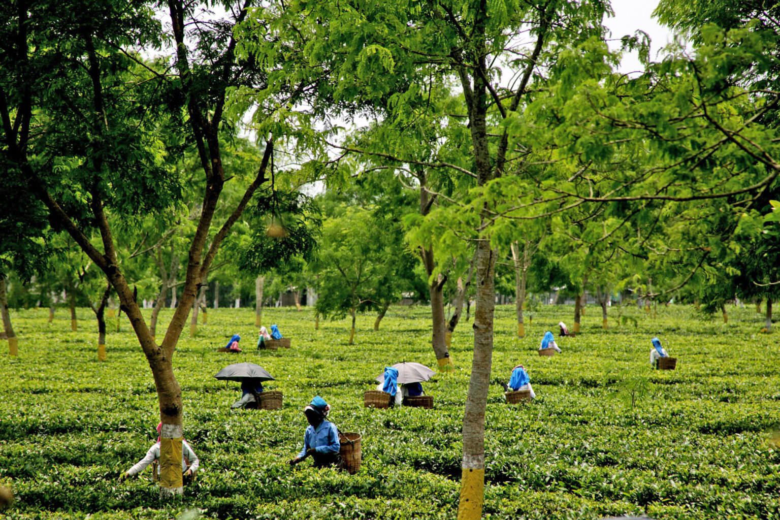 India Archives | Rainforest Alliance