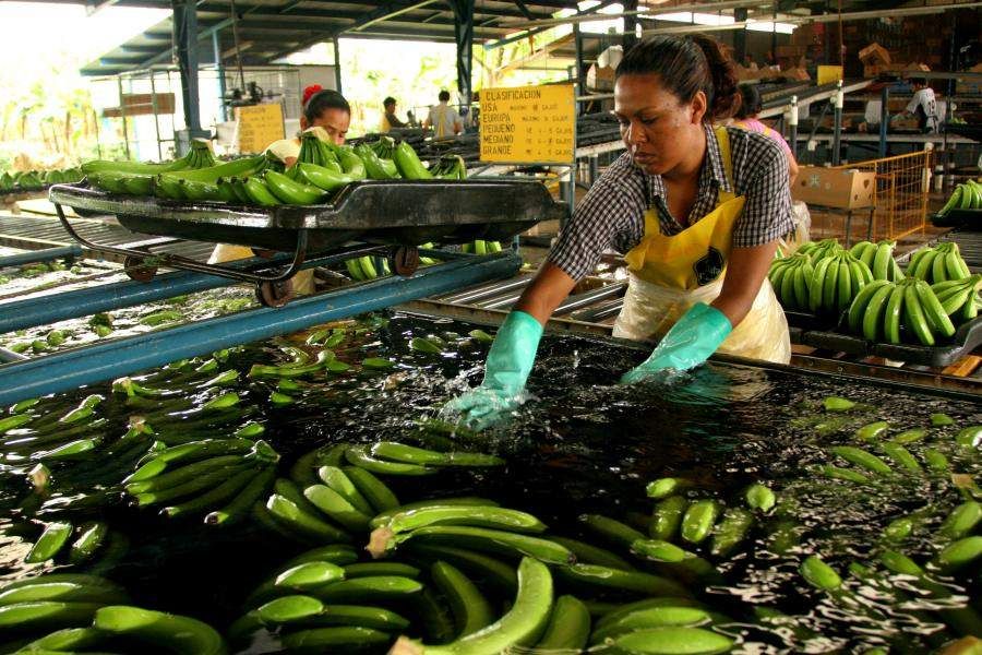 Bananas: From the Bunch to Your Breakfast | Rainforest Alliance