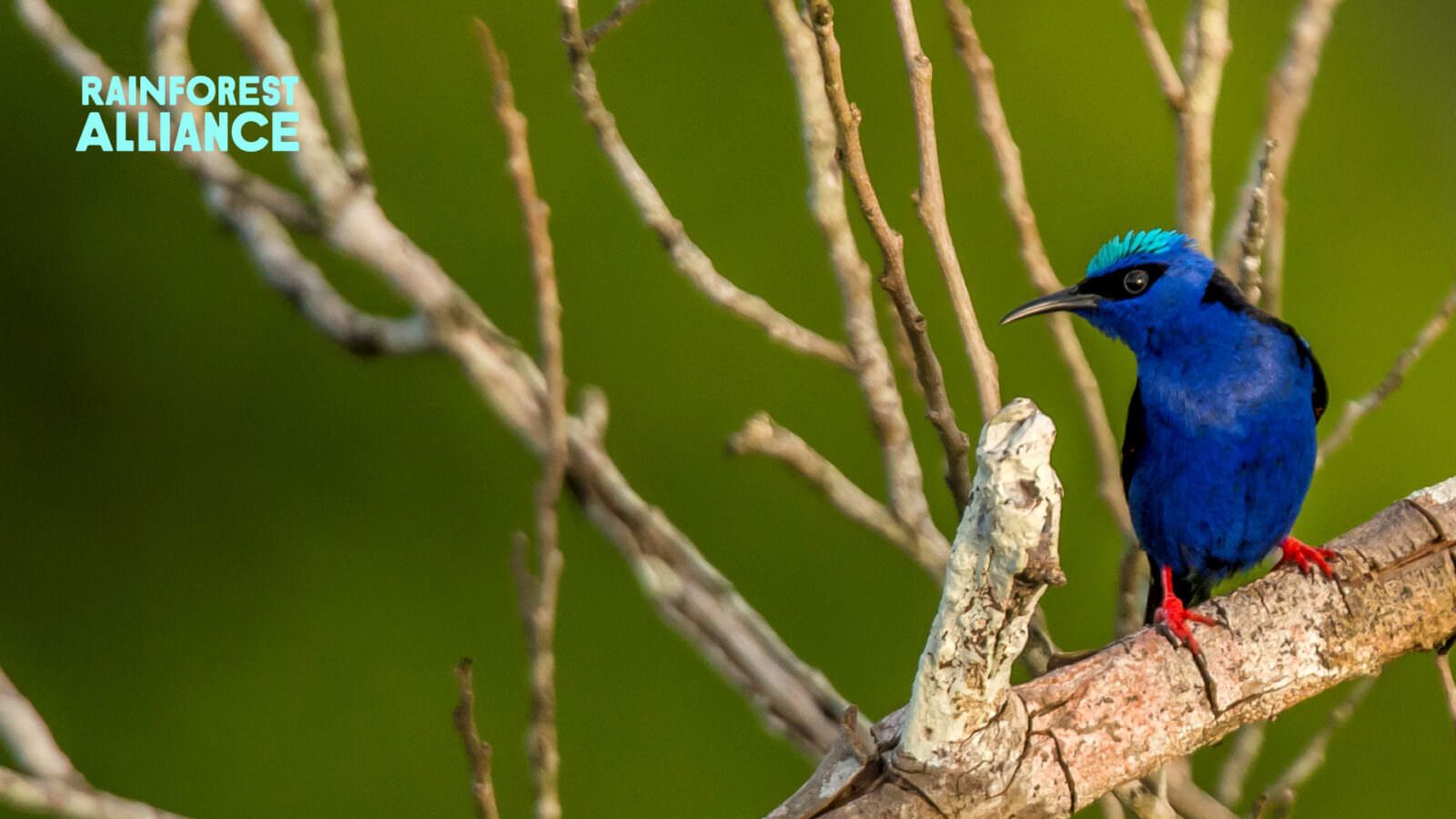 Rainforest Alliance's Zoom Backgrounds | Rainforest Alliance