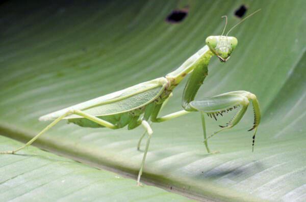 Once asombrosos animales de los bosques tropicales | Rainforest ...
