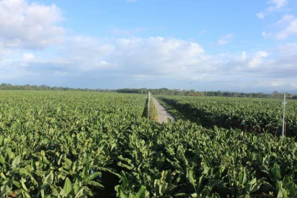 Primera finca de banano en el mundo logra certificación de transición ...