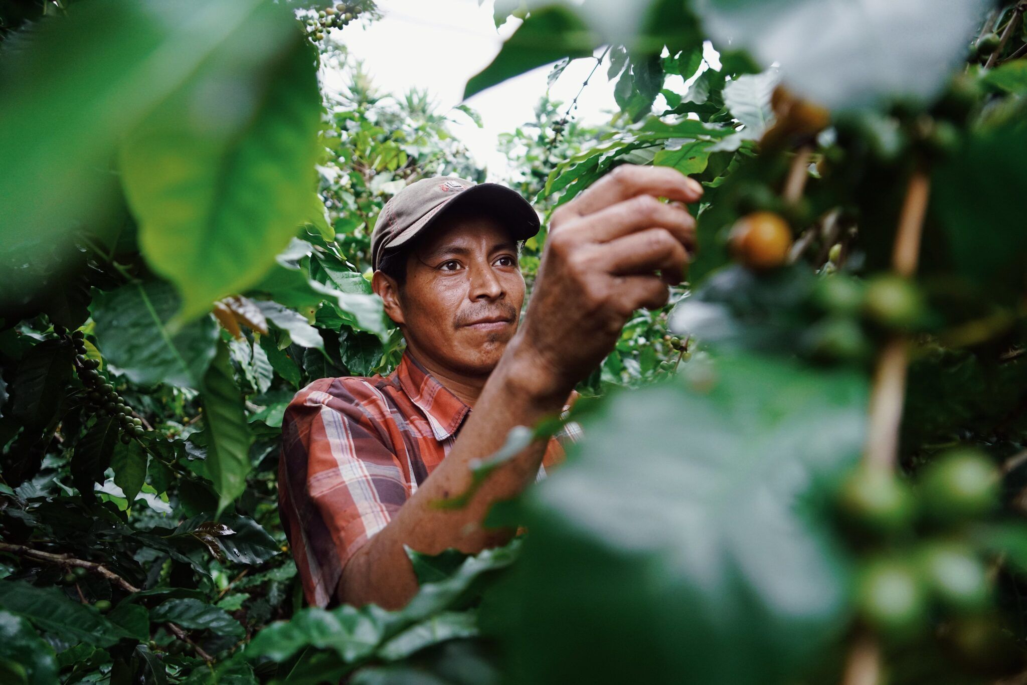 What’s Behind Our Certification Seals? | Rainforest Alliance