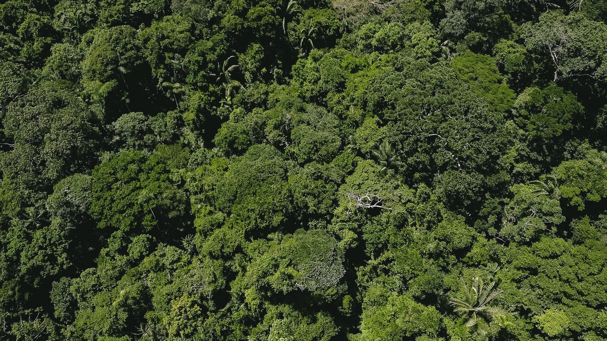 Forests Archives | Rainforest Alliance