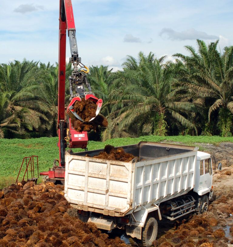 Join Us on the Journey to Sustainable Palm Oil | Rainforest Alliance