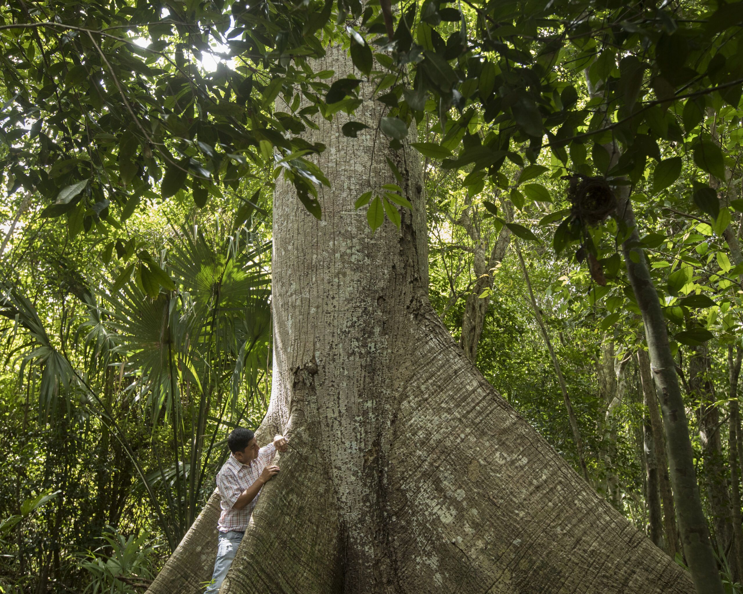 The Rainforest Alliance's Work in Mexico | Rainforest Alliance