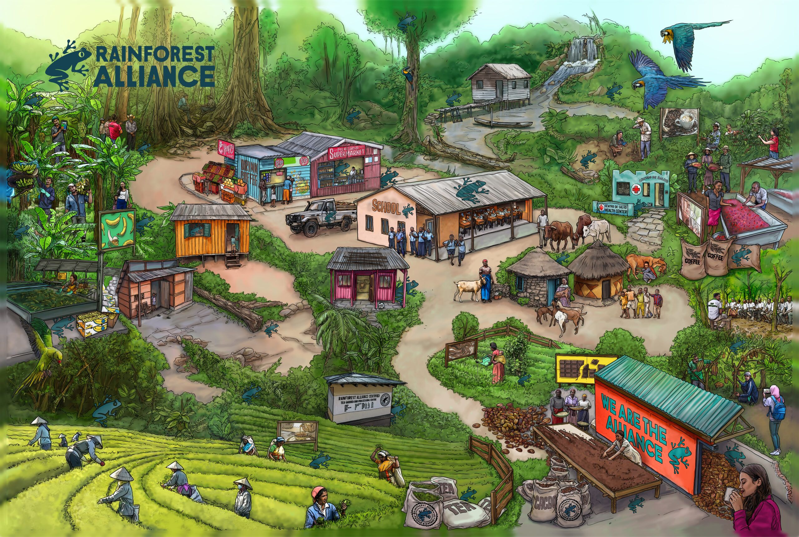 Find the Frog | Rainforest Alliance