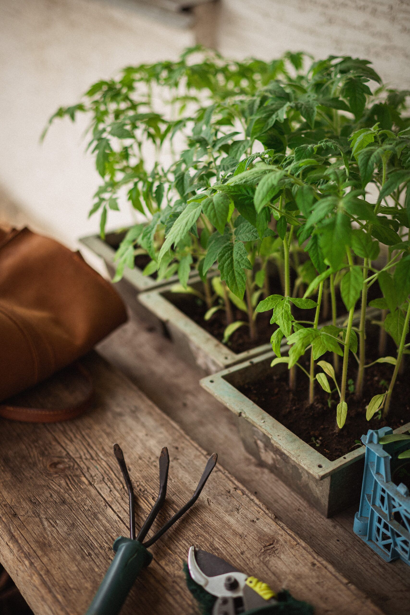 Green Your Apartment with an Indoor Garden | Rainforest Alliance