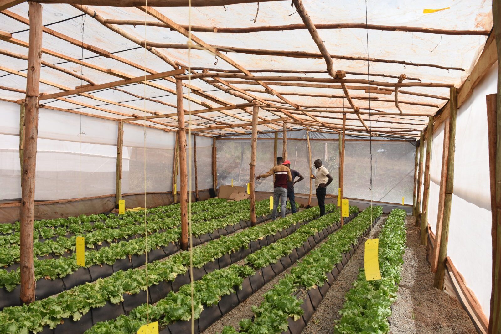 The Future of Farming Begins with Young Farmers in Kenya | Rainforest ...