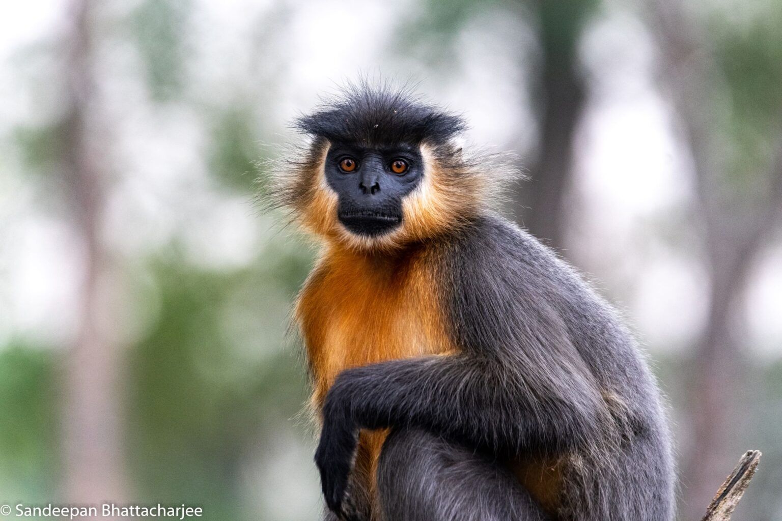 Where Wildlife and Farming Thrive Together: A Photo Essay | Rainforest ...