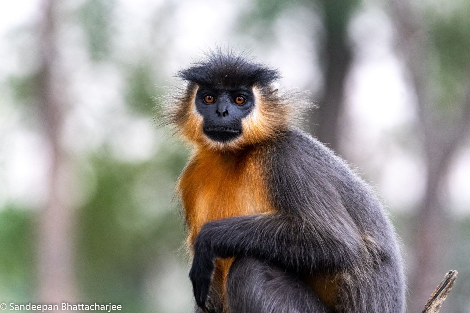 Where Wildlife and Farming Thrive Together: A Photo Essay | Rainforest ...