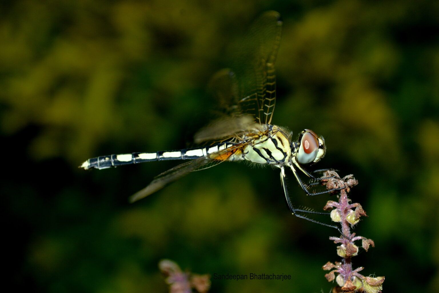 Stopping the Insect Apocalypse: Tips on How You Can Help Save Insects ...